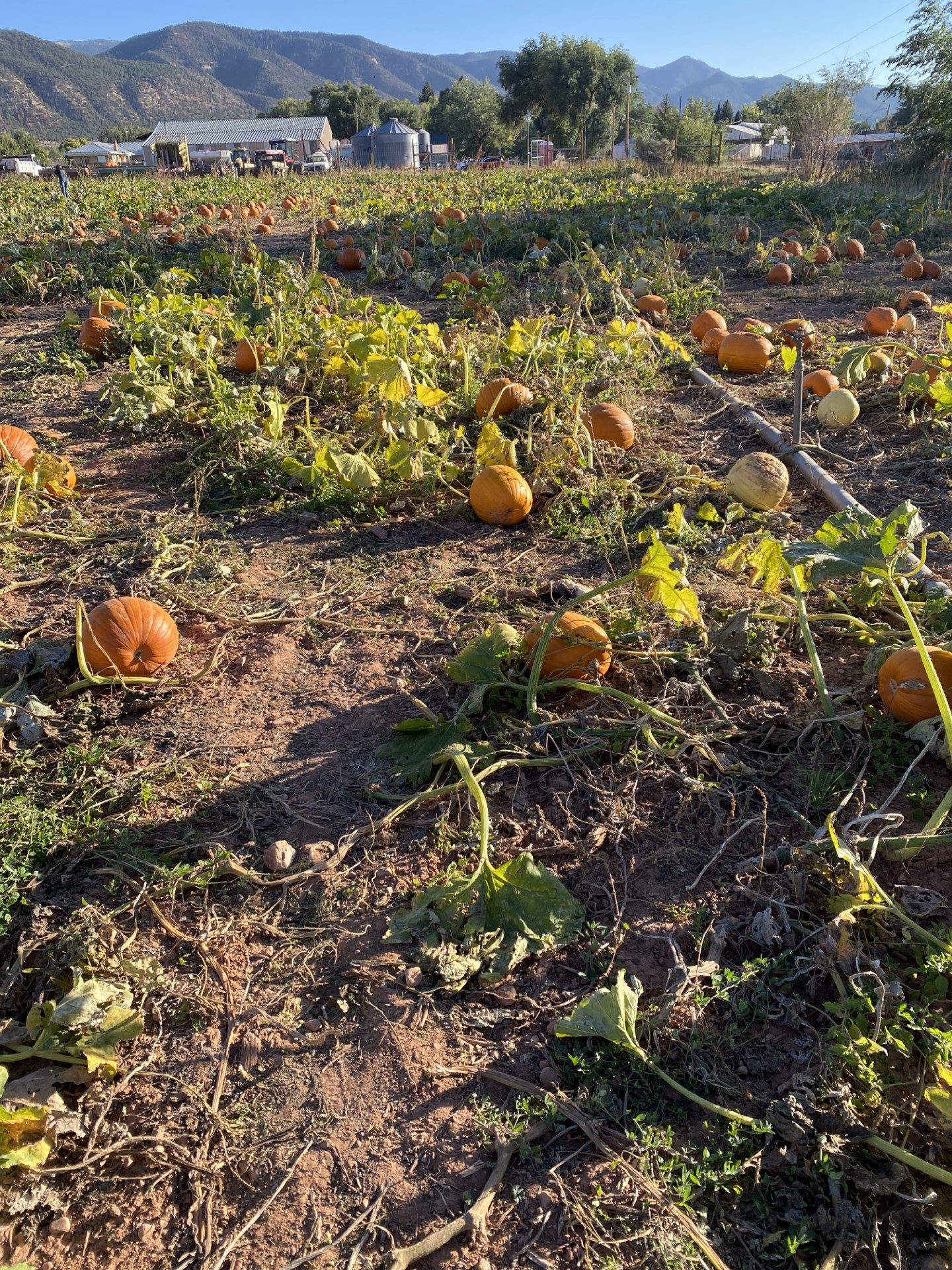 Pumpkin Patch Skirt